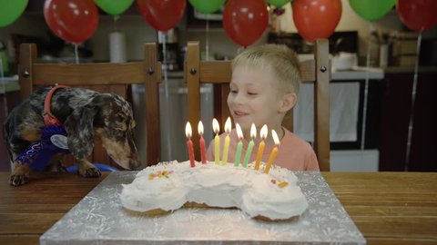 Birthday Boy Dog Cake Stock Footage Video (100% Royalty-free) 32151841 ...