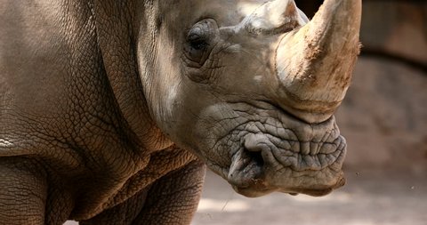 Cane Toad Bufo Marinus Giant Neotropical Stock Photo 429662245 ...