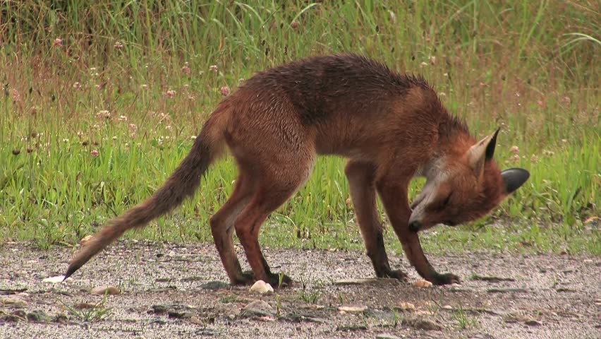 Male Red Fox Cleaning Himself Stock Footage Video (100% Royalty-free ...