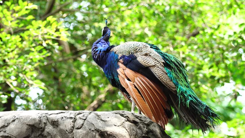 4k Resolution Green Peacock Stock Footage Video 100 Royalty Free 32236540 Shutterstock