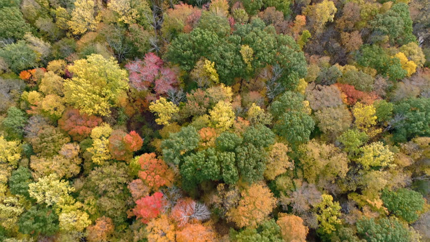 Flying Above Colorful Forest Treetops, Stock Footage Video (100% ...