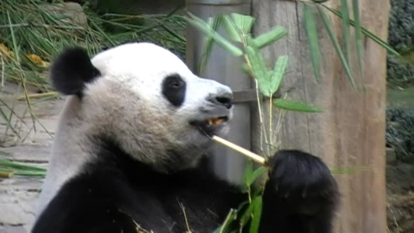 Giant Panda Feeding Stock Footage Video (100% Royalty-free) 322393 ...