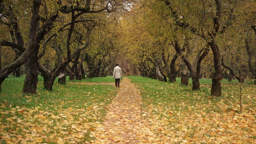 walk park autumn time colorful background Stock Footage Video (100% ...