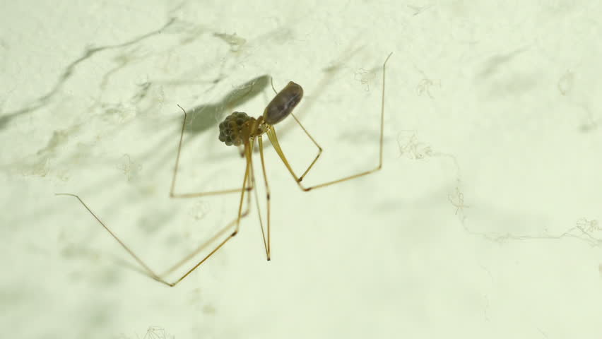 Celler spider Stock Video Footage - 4K and HD Video Clips | Shutterstock