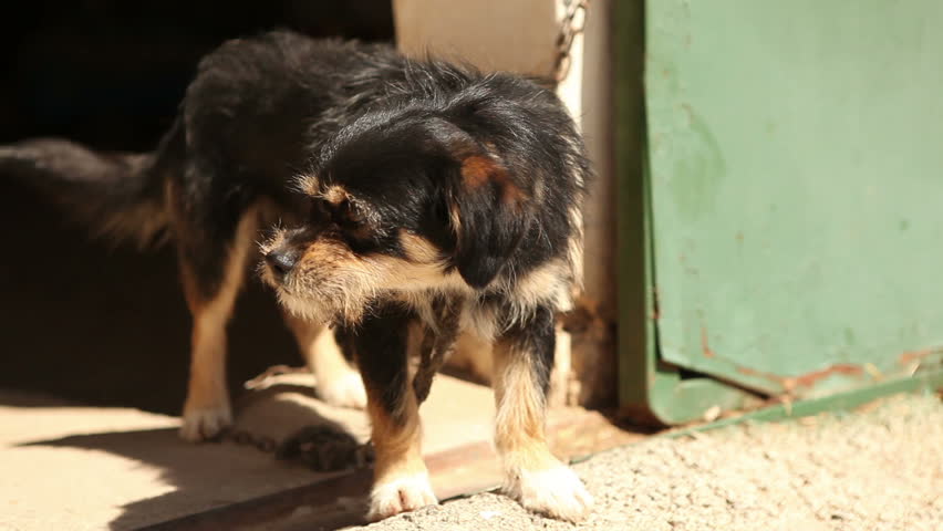 Angry Small Dog Barking Furios Stock Footage Video (100% Royalty-free ...