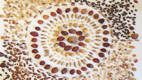 Seed Mandala Animation Over Over White Stock Footage Video (100% ...