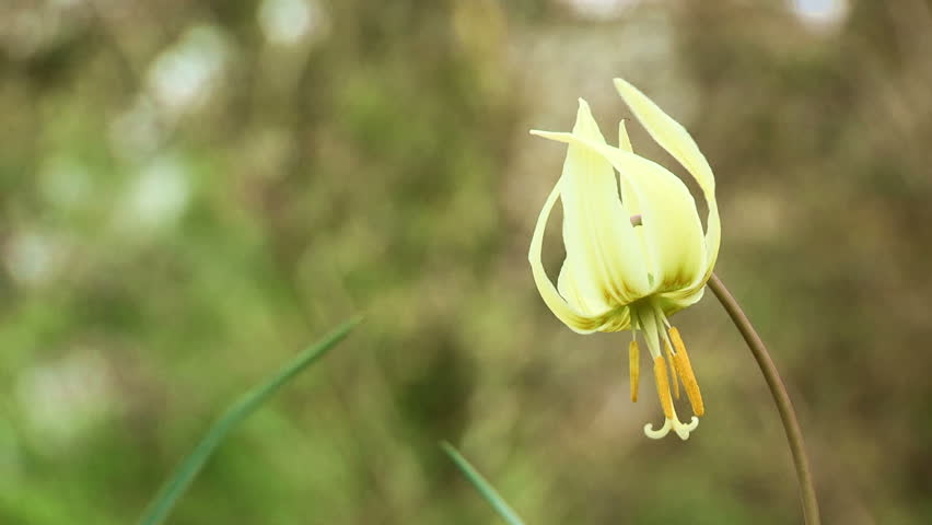 usa oregon salem bush's pasture park Stock Footage Video (100% Royalty ...