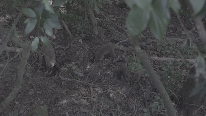 coati's digging brazilian rainforest Stock Footage Video (100% Royalty ...