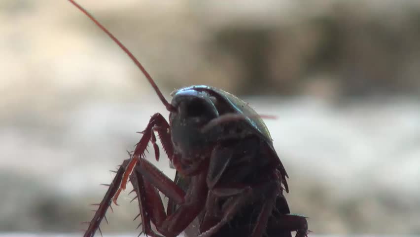 close standing cockroach Stock Footage Video (100% Royalty-free ...