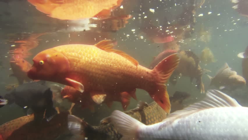 koi carp fish seen underwater slow Stock Footage Video (100% Royalty ...