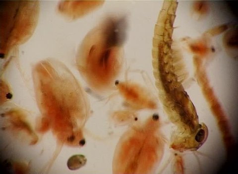 Larvae Plecoptera Daphnia Under Microscope Macro Stock Footage Video ...