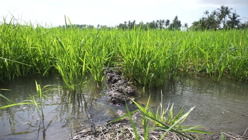 Malaysia padi field Stock Video Footage - 4K and HD Video Clips ...