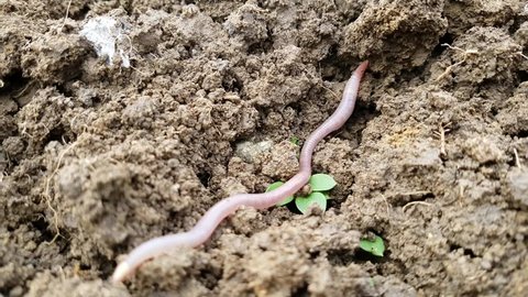 Earthworm Mating Earthworm Reproduction Lumbricus Terrestris Stock ...