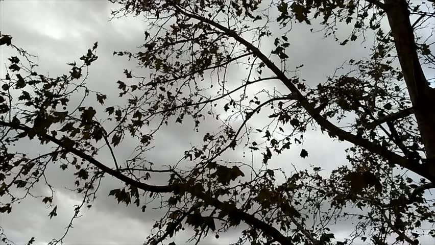 slow motion tree dance wind Stock Footage Video (100% Royalty-free ...