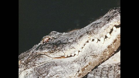 1950s Alligator Growls Alligators Hang Out Stock Footage Video (100% ...