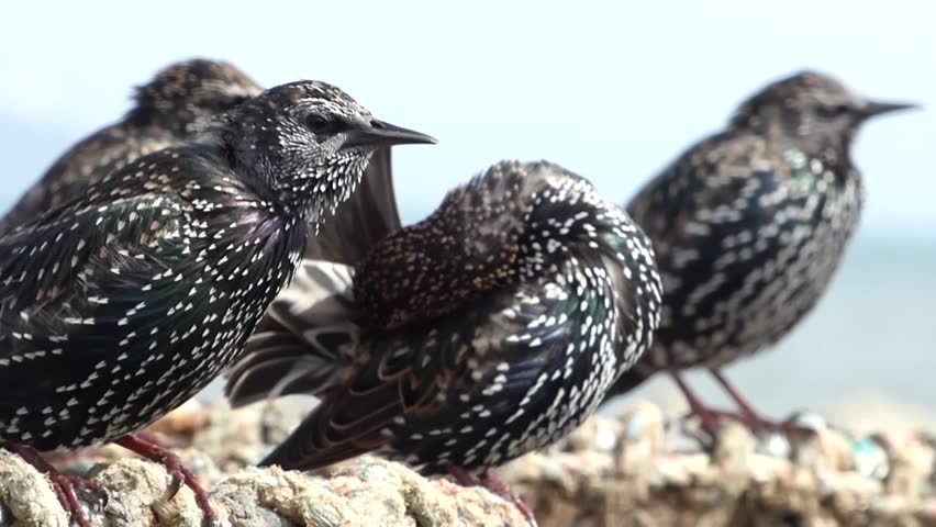 starlings on fishing nets Stock Footage Video (100% Royalty-free ...