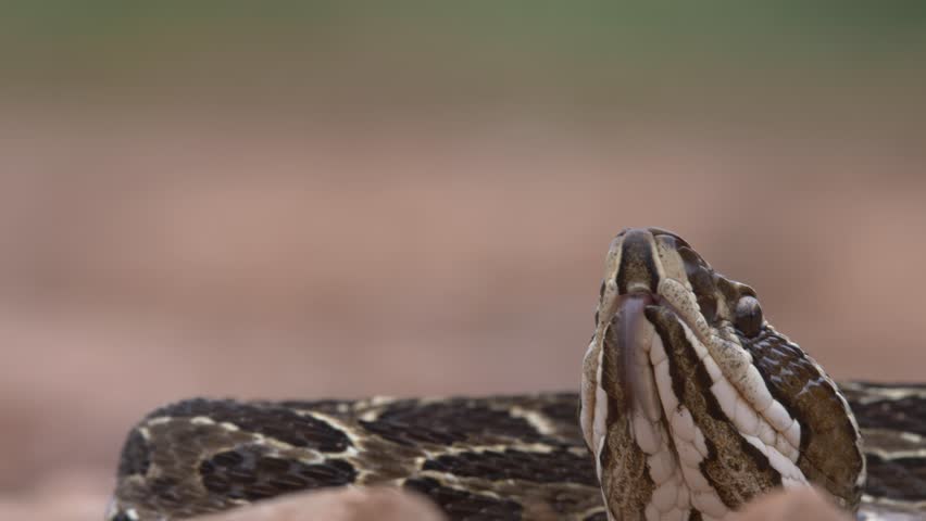 Jumping Viper image - Free stock photo - Public Domain photo - CC0 Images