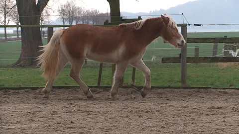 horse sense humor-horse defecating excrement Stock Footage Video (100% ...