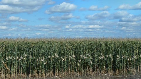 Field Corn Corn Side View Stock Footage Video (100% Royalty-free ...
