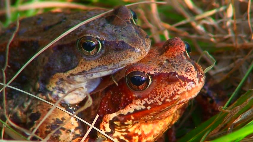 frog's love Stock Footage Video (100% Royalty-free) 32498 | Shutterstock