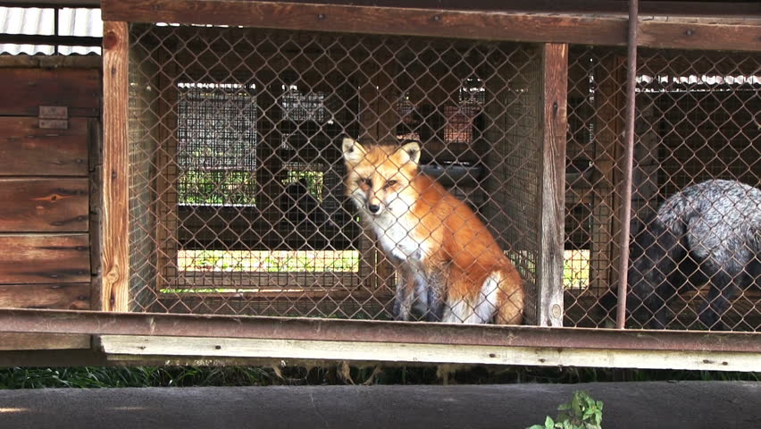 Fur Farm. Red Fox in Stock Footage Video (100% Royalty-free) 32503024 ...