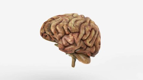 Real Human Half Brain Anatomy Isolated Stock Photo 369116744 | Shutterstock