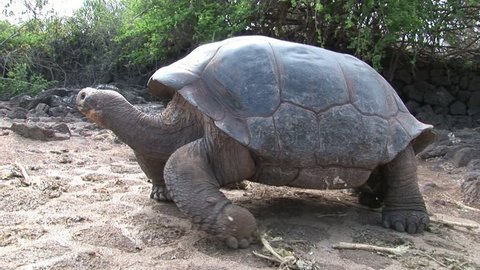 Lonely George World Famous Tortoise Turtle Stock Footage Video (100% ...