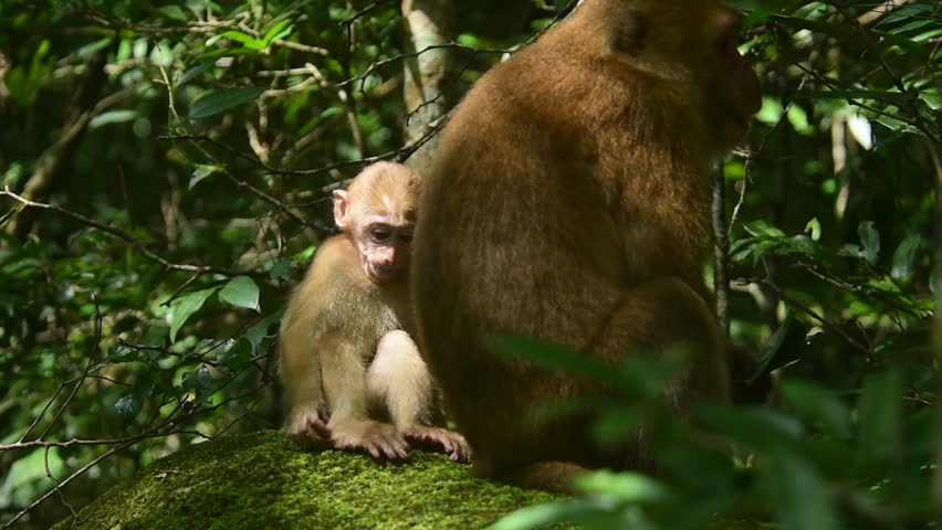 Monkeys Behavior,assam Macaque in the Stock Footage Video (100% Royalty ...