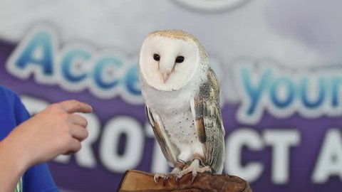 Barn Owl Turning Head Stock Footage Video (100% Royalty-free) 32572528 ...