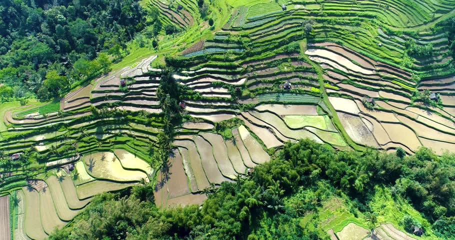 Aerial; Ubud Rice Terraces. Bali, Stock Footage Video (100% Royalty ...