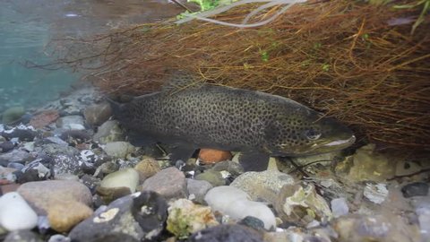 Tragulus Nigricans Philippine Mousedeer Male Stock Photo 1821439670 ...