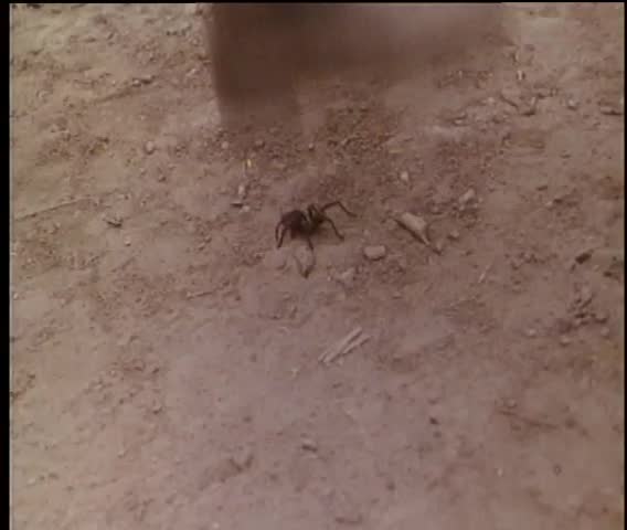 Low Section of Man Stomping Stock Footage Video (100% Royalty-free ...