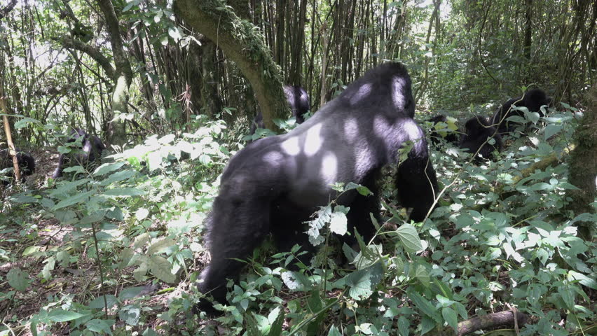 mountain gorilla silverback runs left side Stock Footage Video (100% ...