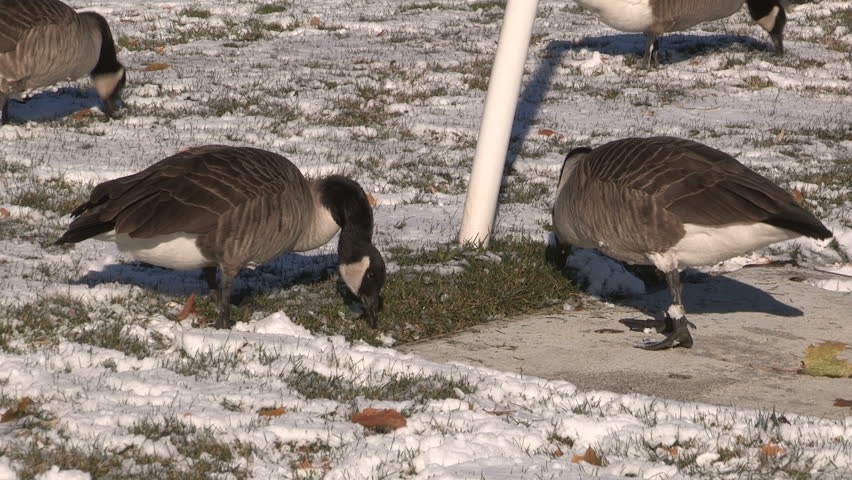 Canada Geese in the Snow Stock Footage Video (100% Royalty-free ...