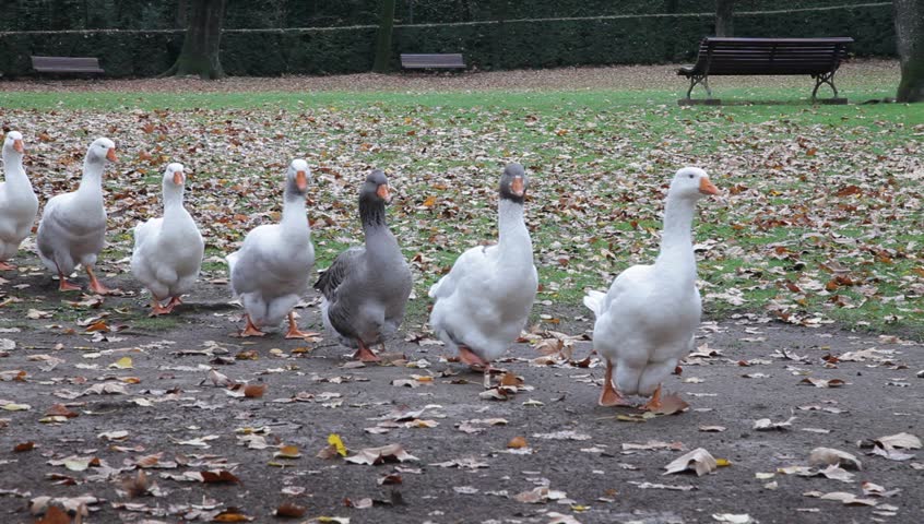 single file walking ducks Stock Footage Video (100% Royalty-free ...
