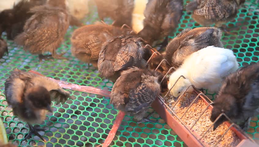 Japan Chicken in Poultry Farm. Stock Footage Video (100% Royalty-free ...