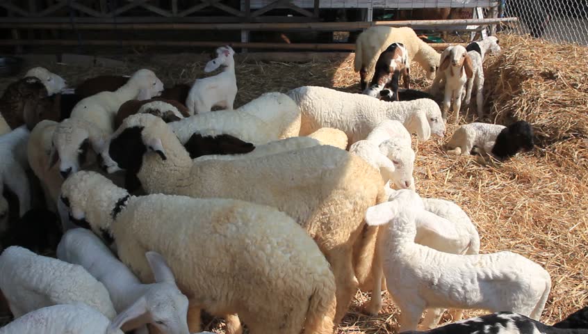 process slaughtering butchering sheep kiev ukraine Stock Footage Video ...