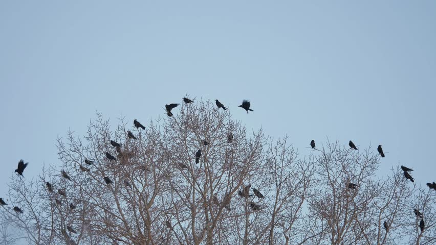 flock raven birds sitting on autumn Stock Footage Video (100% Royalty ...