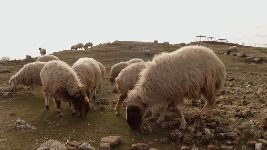 lop-eared hairy sheep graze on hill Stock Footage Video (100% Royalty ...