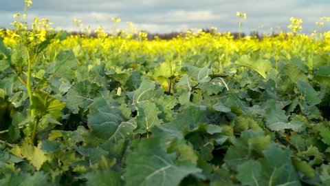 Agriculture Crops Field Close View Rapeseed Stock Footage Video (100% ...
