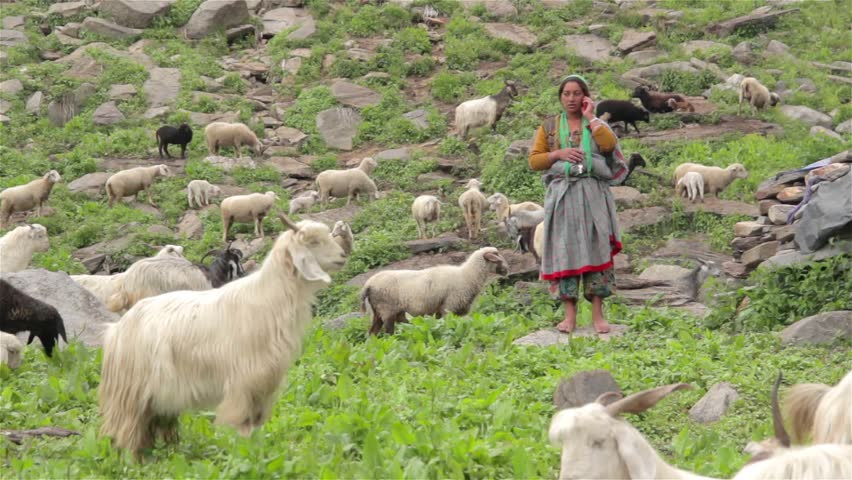 Shepherdess Sheep Stock Video Footage - 4K and HD Video Clips ...