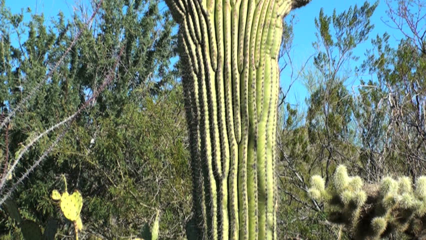 Cristate Saguaro Cactus - Hd Stock Footage Video (100% Royalty-free ...
