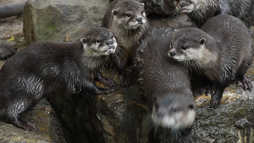 Close up View of Several Stock Footage Video (100% Royalty-free ...