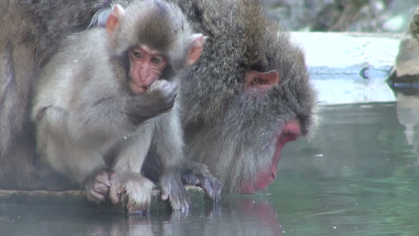 baby 'snow monkey' eating food while Stock Footage Video (100% Royalty ...