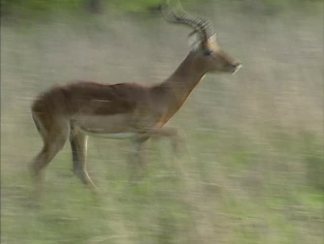 impala buck aepyceros melampus jumping grassland Stock Footage Video ...