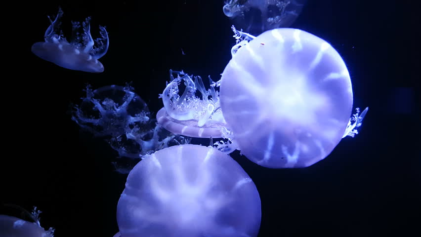 4k. Group of Fluorescent Jellyfish Stock Footage Video (100% Royalty ...