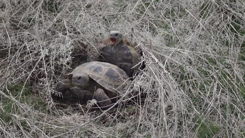 Central Asian Tortoise Reproduction 50p Stock Footage Video (100% ...