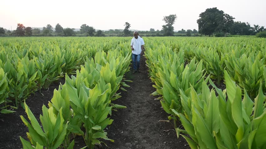 Indian Farmer in Turmeric Plant Stock Footage Video (100% Royalty-free ...