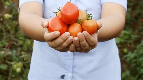 Woman Chef Select Fresh Tomatoes Organic: วิดีโอสต็อก (ปลอดค่าลิขสิทธิ์ ...