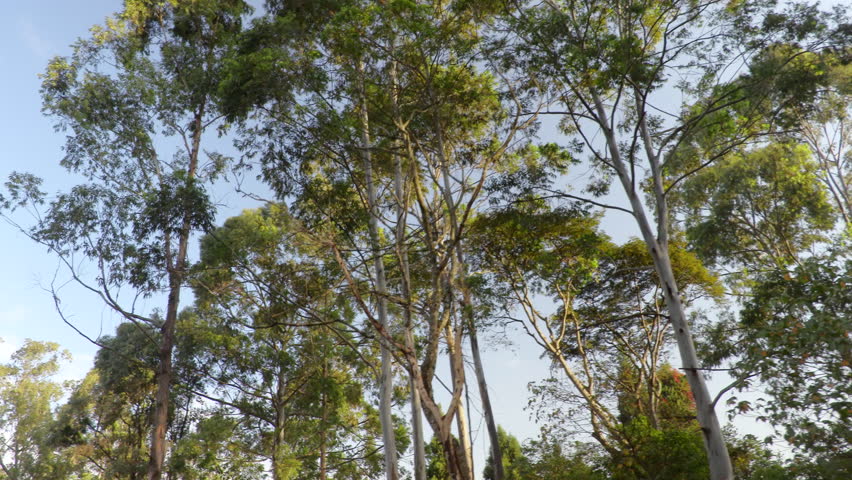 Gimbal Shot of Trees at Stock Footage Video (100% Royalty-free ...